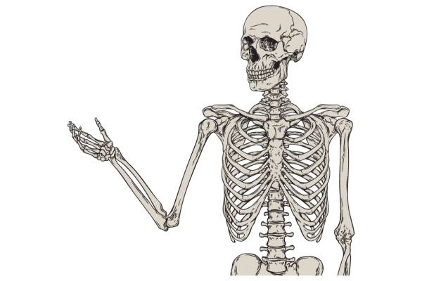 Bone Trivia - Orthopaedic Fun and Facts - The Bone Surgeon